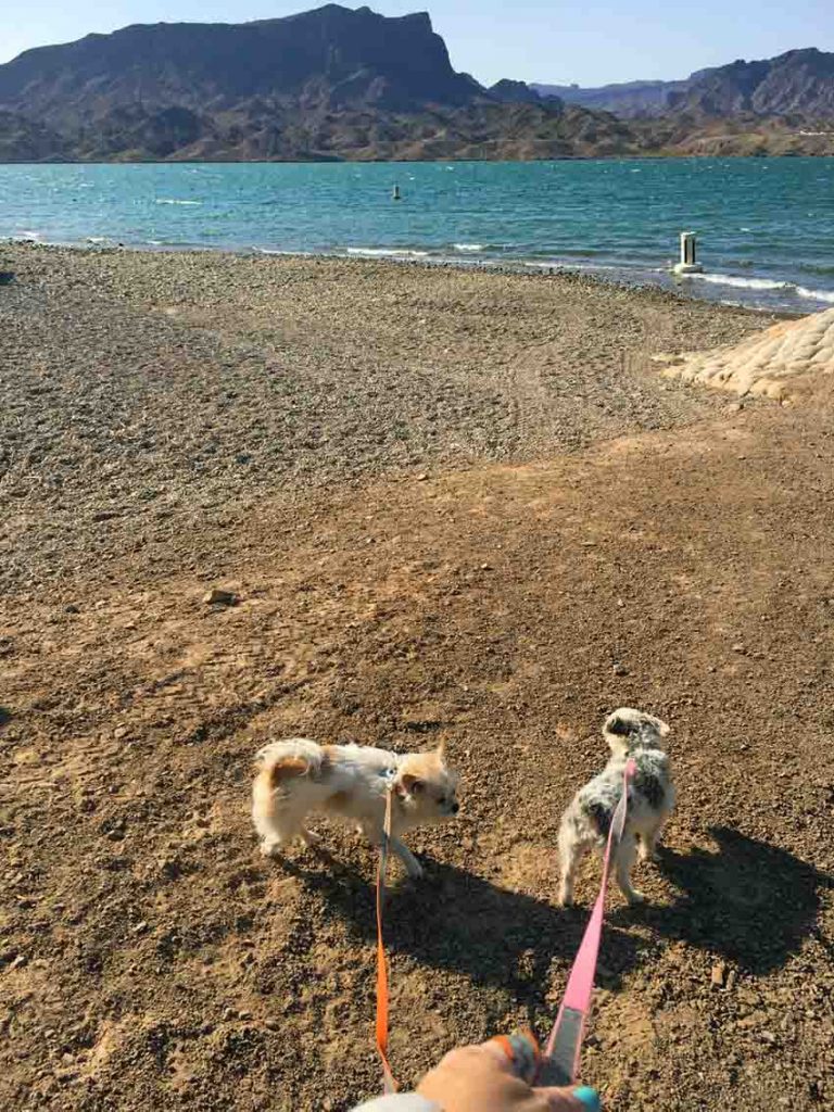 Cattail Cove State Park: A Havasu Gem – The Desert Way with Jaylyn and John