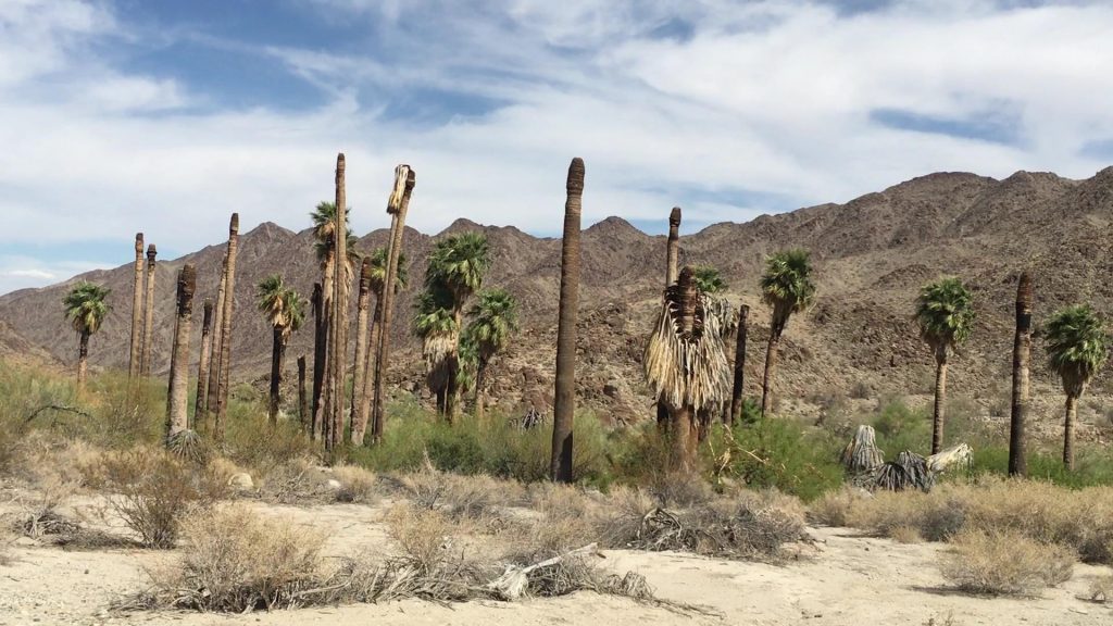 Corn Spring: Gateway to Petroglyphs, Miner’s Cabin and More – The ...