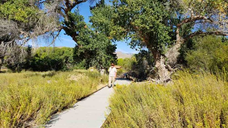 Big Morongo Canyon Preserve: Walk on the Wild Side – The Desert Way ...
