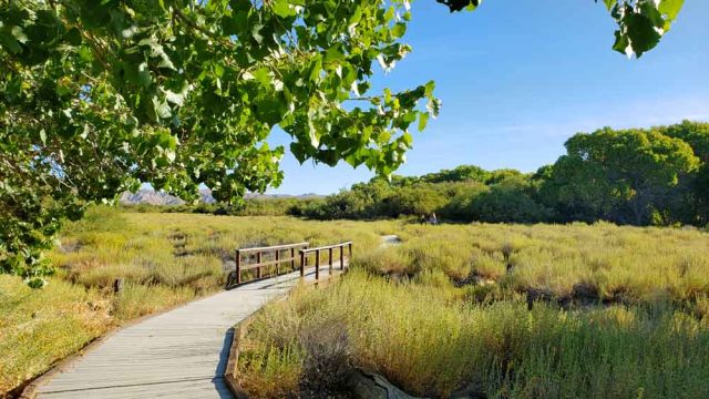 Big Morongo Canyon Preserve: Walk on the Wild Side – The Desert Way ...