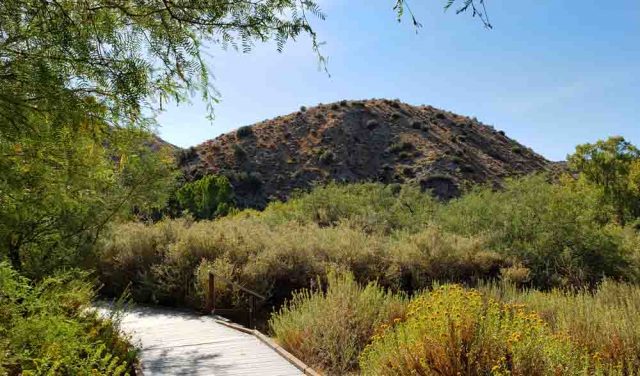 Big Morongo Canyon Preserve: Walk on the Wild Side – The Desert Way ...