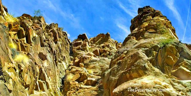 Hiking Andreas Canyon: Agua Caliente Oasis – The Desert Way with Jaylyn ...