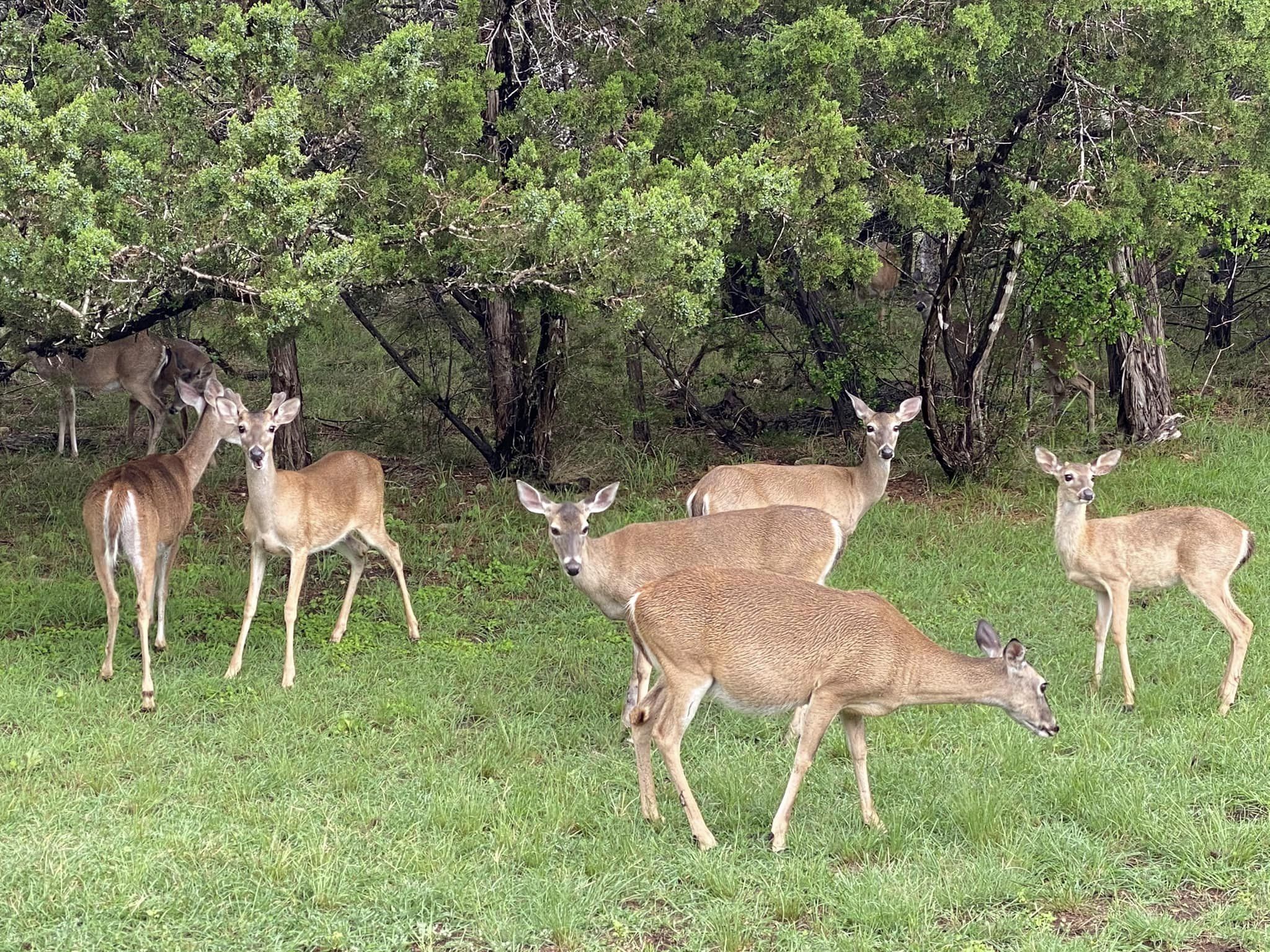Golden State vs. Lone Star State: We’re Home! – The Desert Way with ...